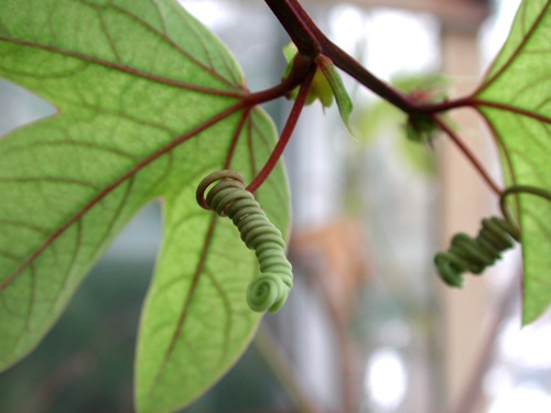 Modified Leaves
